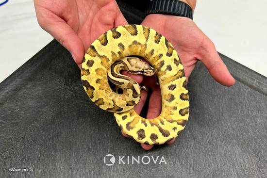 Leopard YB Vanilla Cream Ball Python by KINOVA