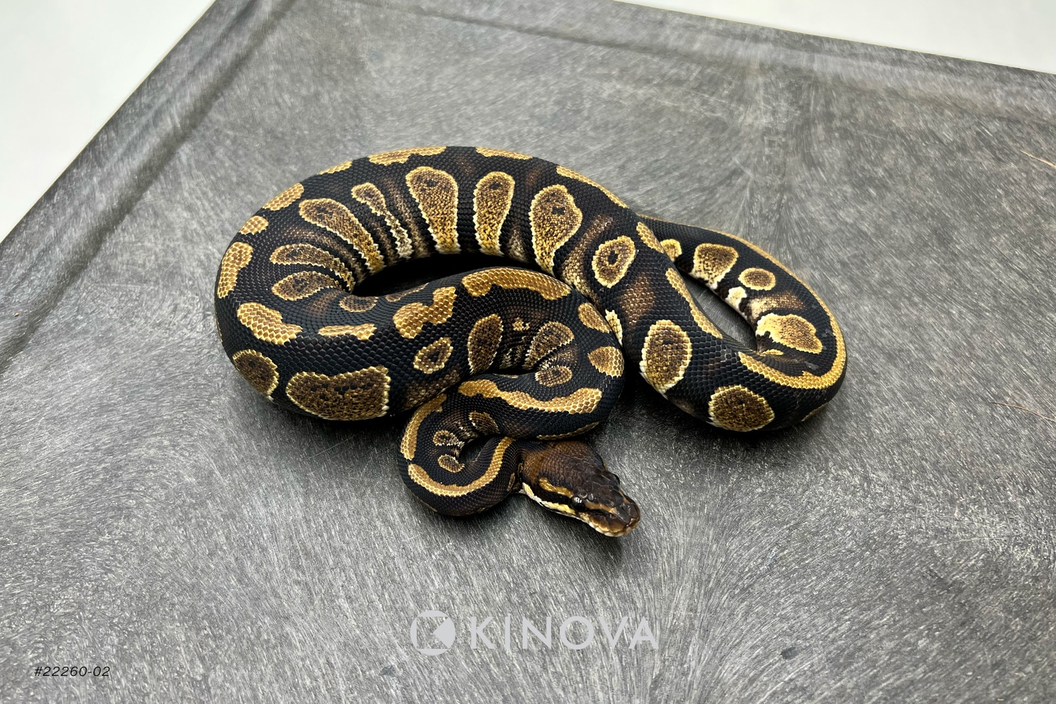 Stranger 66% Het Clown 50% Het Monsoon Ball Python by KINOVA - MorphMarket