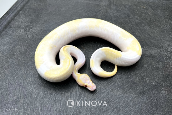 Pastel Ivory Dreamsicle Ball Python by KINOVA