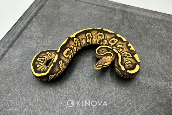 Fire Chocolate Pixel Het Clown (Yellowbelly) Ball Python by KINOVA