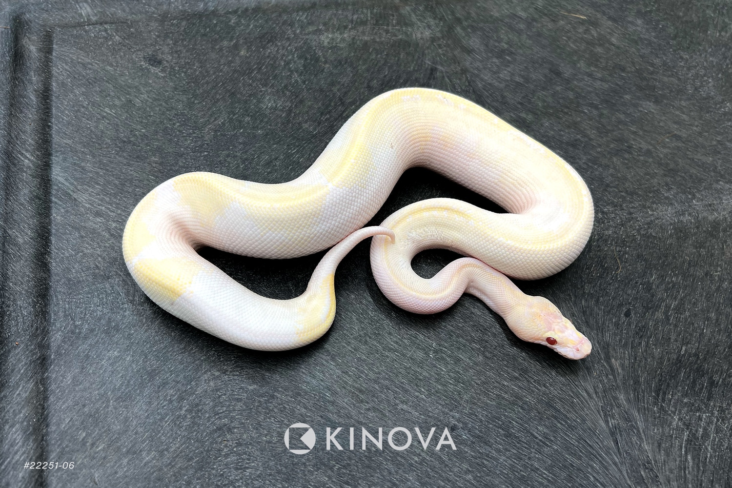 Ivory Dreamsicle Ball Python by KINOVA - MorphMarket