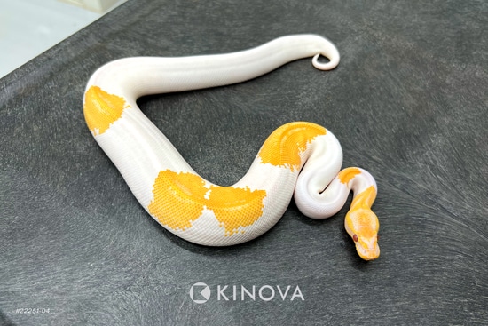 Freeway Dreamsicle Ball Python by KINOVA