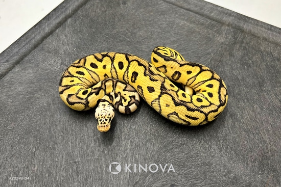 Pastel Spotnose Lace Clown Ball Python by KINOVA