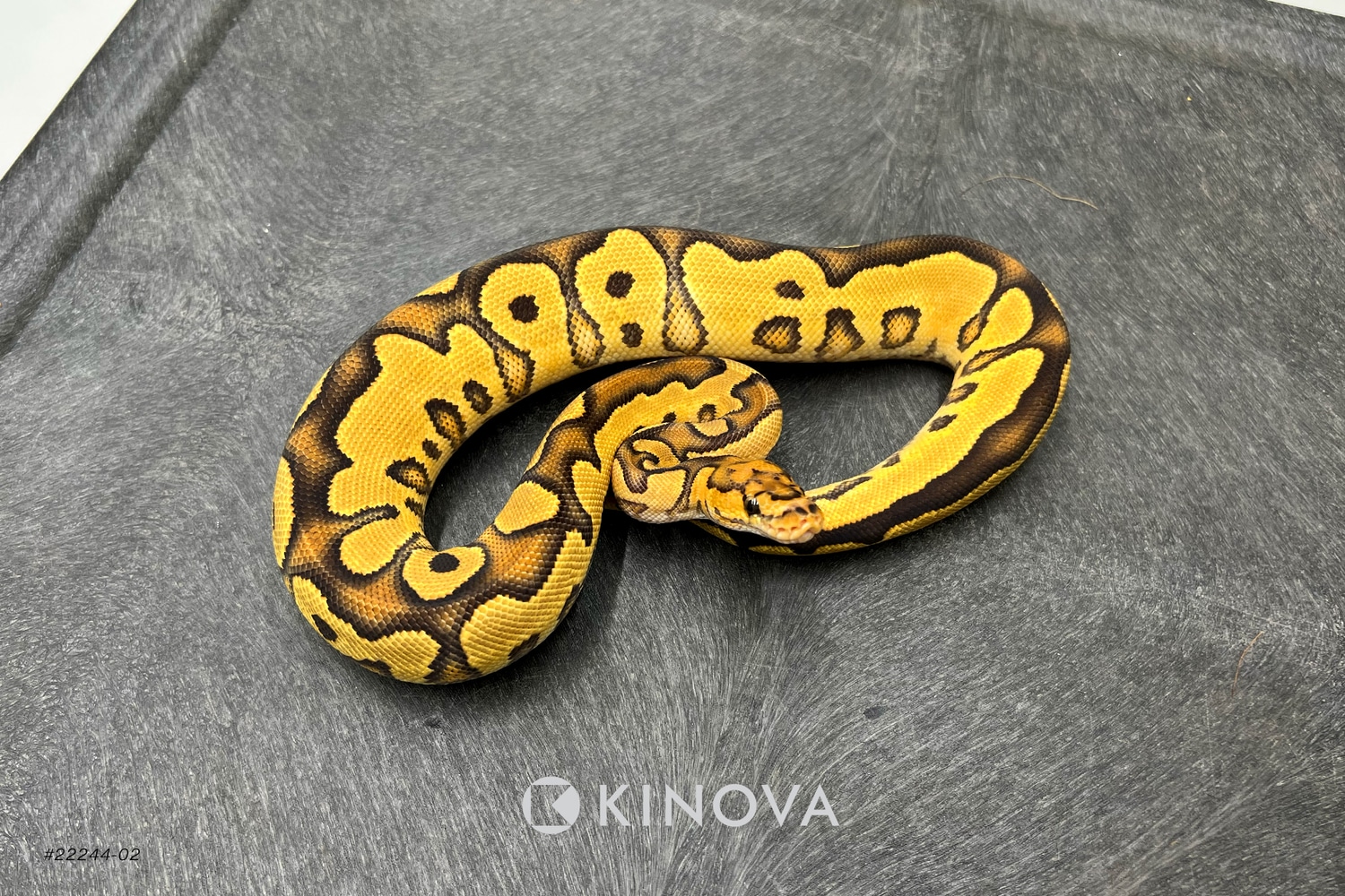 Special YB Clown Ball Python by KINOVA - MorphMarket