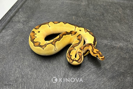OD Special Clown Ball Python by KINOVA