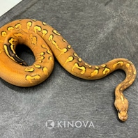 Kraken 2.0 - Black Pastel GHI Wookie YB Clown (Poss Redstripe ...