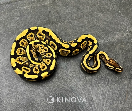 Fire Freeway Pied Ball Python by KINOVA - MorphMarket
