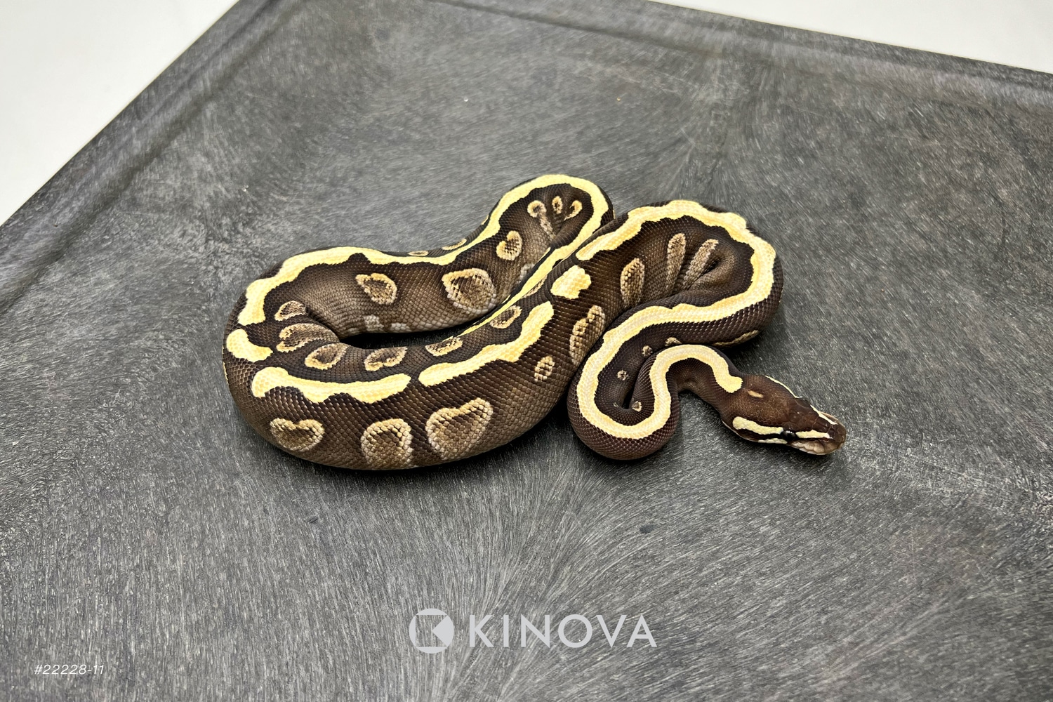 Black Pastel GHI Spotnose Het Clown Ball Python by KINOVA - MorphMarket