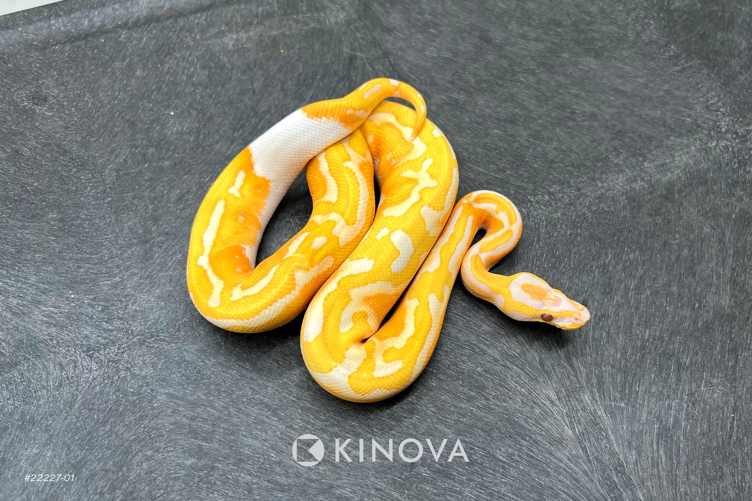 Asphalt Dreamsicle Ball Python by KINOVA - MorphMarket