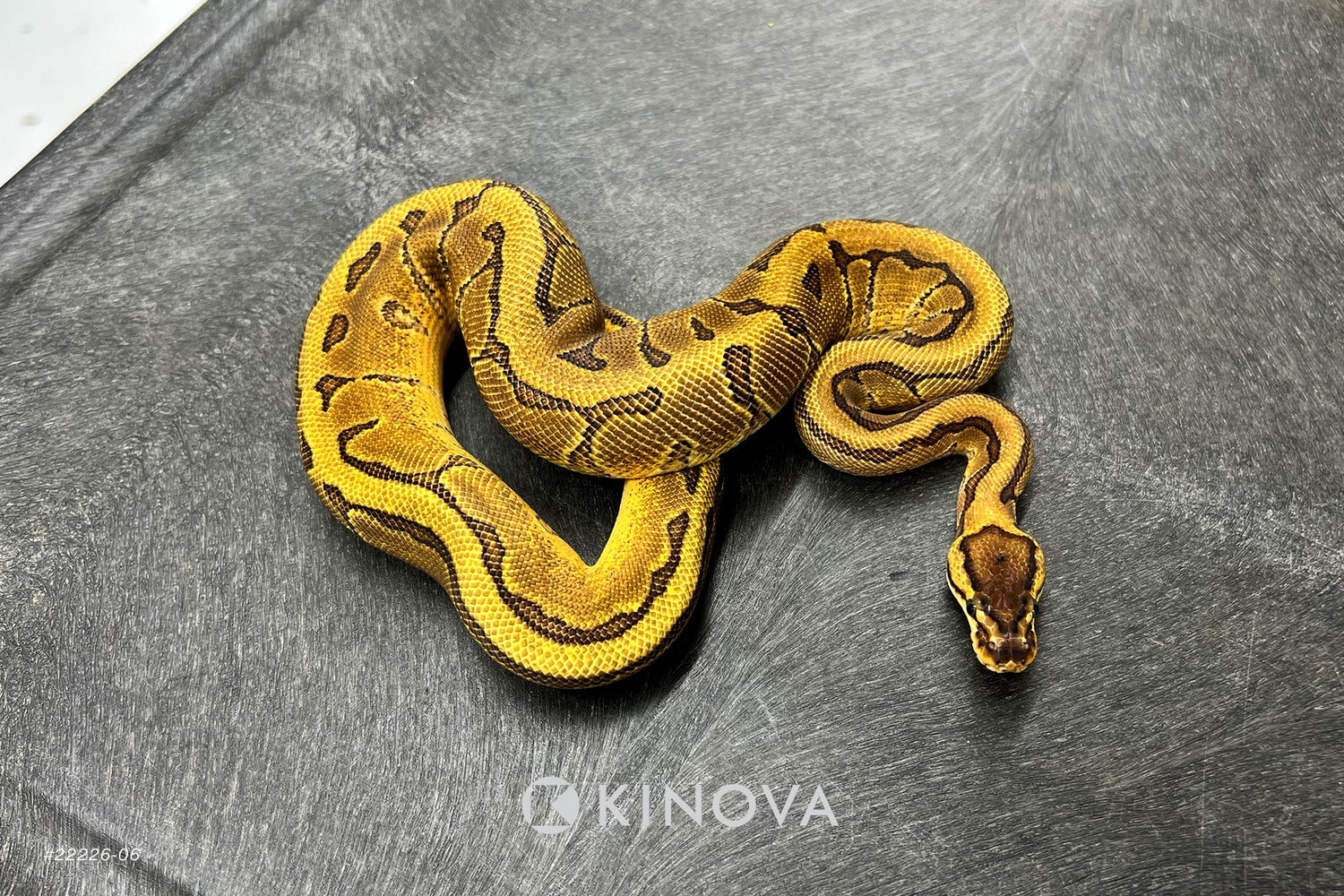 Enchi YB Pinstripe Dbl Het Desert Ghost Clown 50% Het Pied Ball Python ...