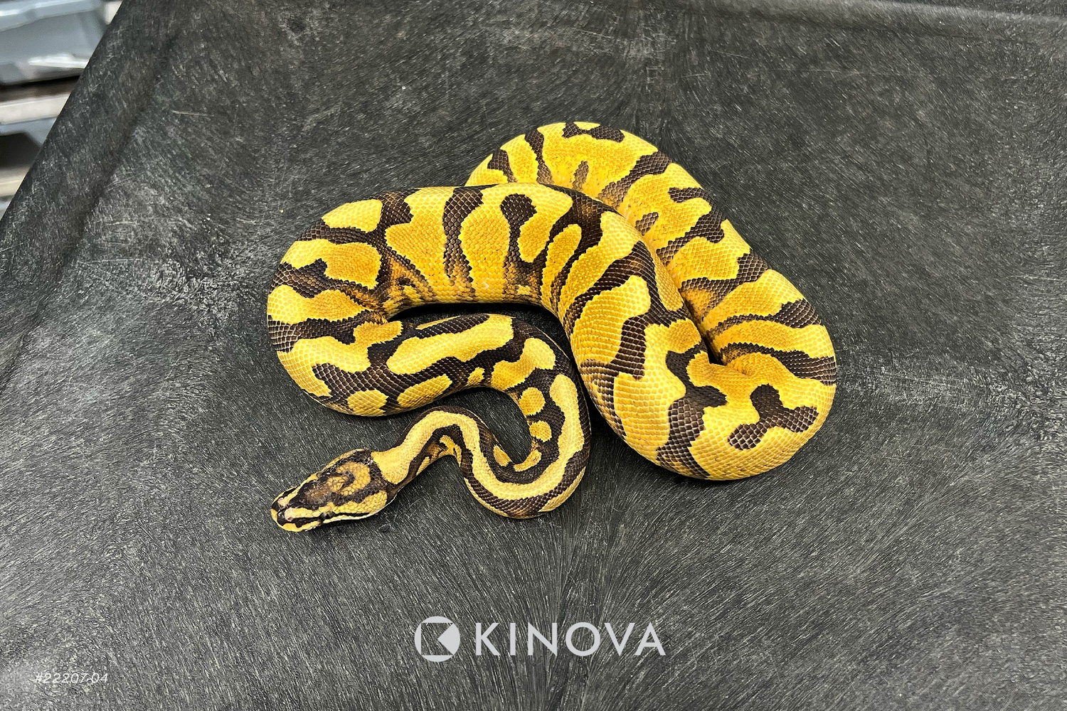 Enchi YB Spotnose Dbl Het Desert Ghost Clown 50% Het Hypo Ball Python ...