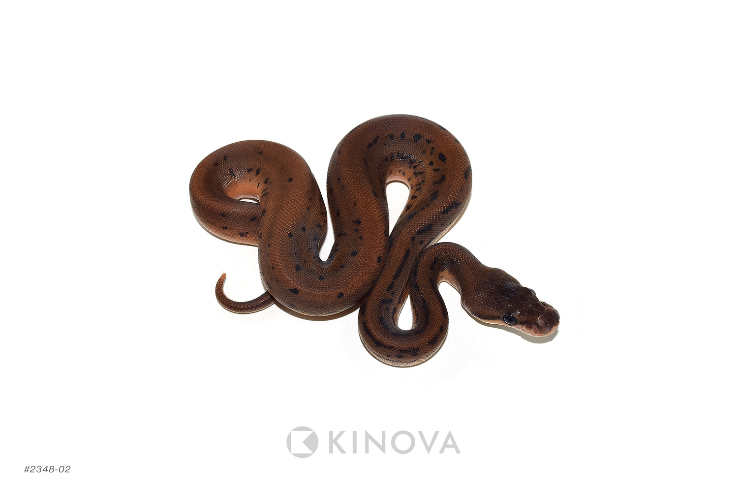 Black Pastel Leopard Spotnose Confusion Pinstripe (Possible YB) Dbl Het ...