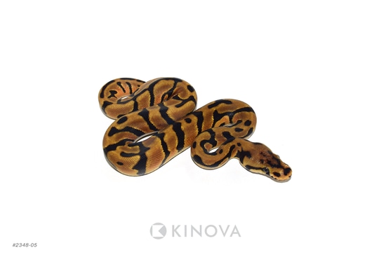 OD Spotnose Confusion Dbl Het Desert Ghost Clown Ball Python by KINOVA