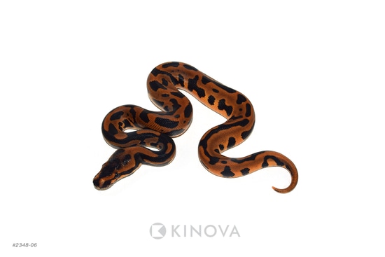 OD Leopard Confusion Dbl Het Desert Ghost Clown Ball Python by KINOVA