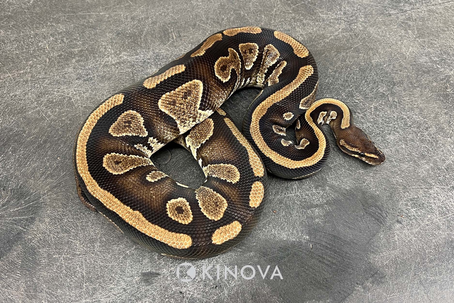 Mahogany Dbl Het Monarch Pied Ball Python by KINOVA - MorphMarket