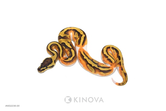 Enchi Fire Pied 50% Het MJ Axanthic Ball Python by KINOVA