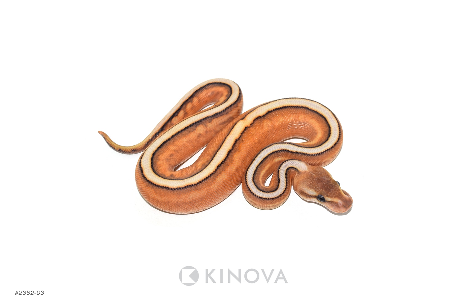 Black Pastel Redstripe YB Spotnose Desert Ghost G-Stripe Het Clown 50% ...