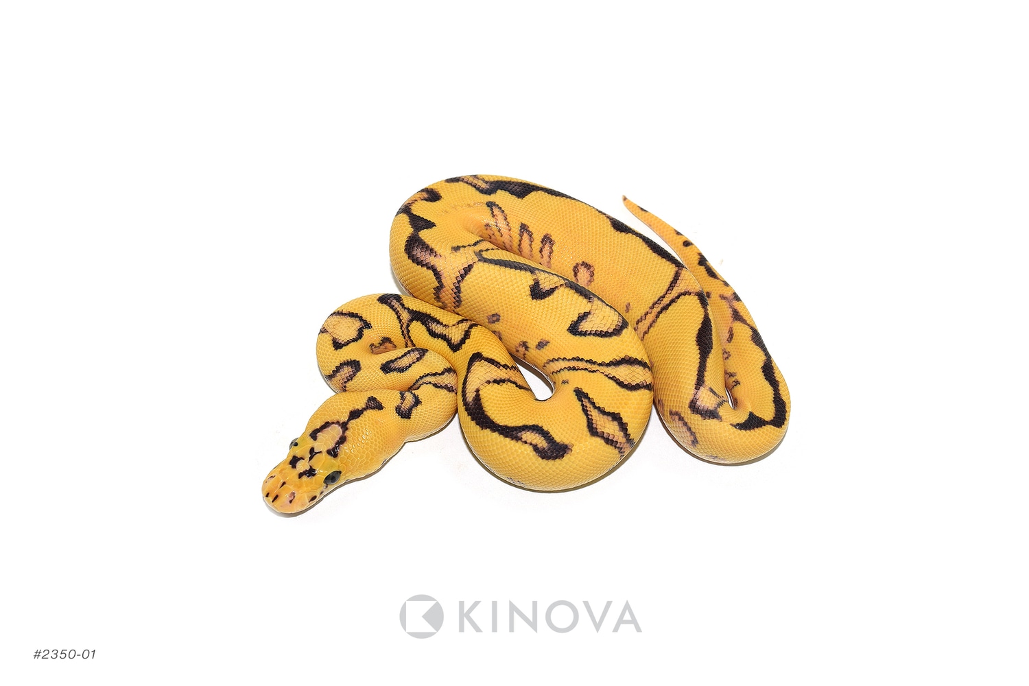 Pastel Enchi YB Desert Ghost Clown (Possible Redstripe) Ball Python by ...