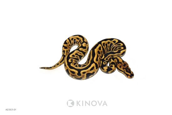 Spotnose Leopard YB Lace Het Clown Ball Python by KINOVA