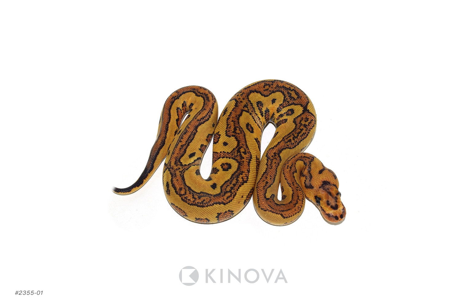 Super Redstripe YB Clown Het Desert Ghost 50% Het G-Stripe 50% Het Hypo ...