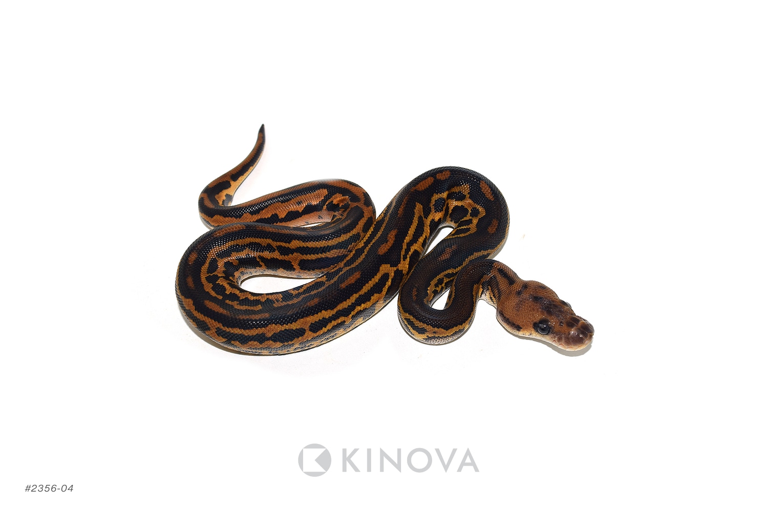 Leopard Blackhead YB Clown Ball Python by KINOVA - MorphMarket