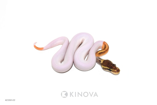 OD Cinnamon Pied Het Lavender Ball Python by KINOVA