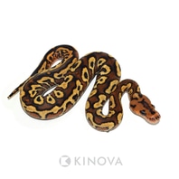 Pompeii - Black Pastel Redstripe YB Spotnose Clown Ball Python by ...