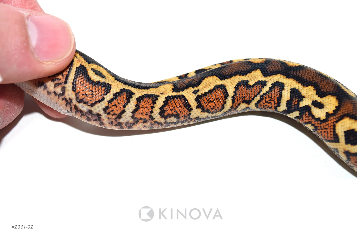 Pompeii - Black Pastel Redstripe YB Spotnose Clown Ball Python by ...
