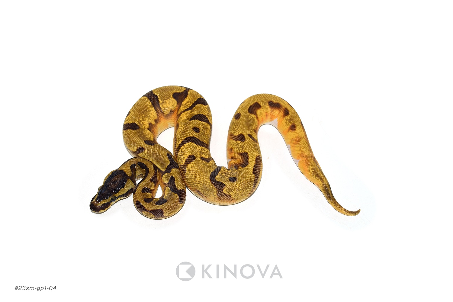 Super Enchi Pied Ball Python by KINOVA - MorphMarket