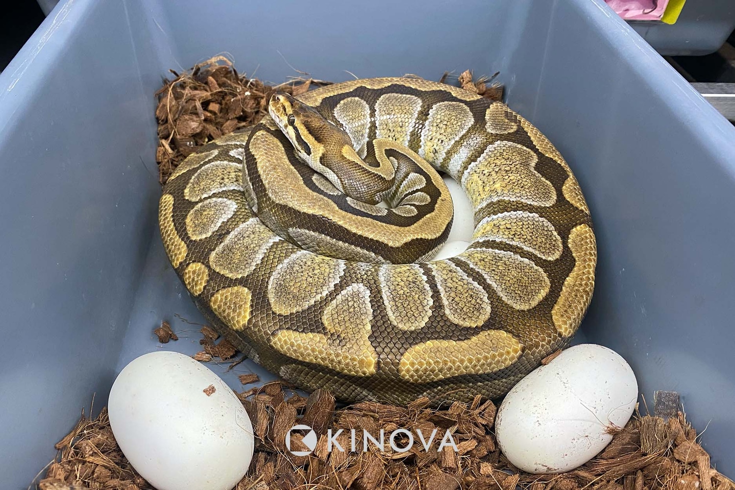 Enchi Cypress Proven Ball Python by KINOVA - MorphMarket