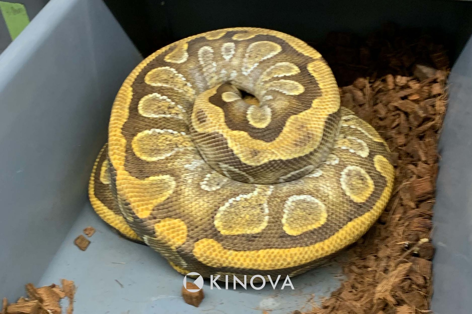 Enchi YB Cypress Proven Ball Python by KINOVA - MorphMarket