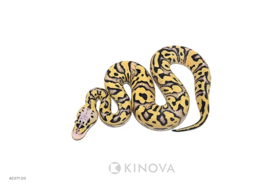 Firefly Redstripe Desert Ghost Dbl Het Cryptic Clown (Crypton) Ball ...