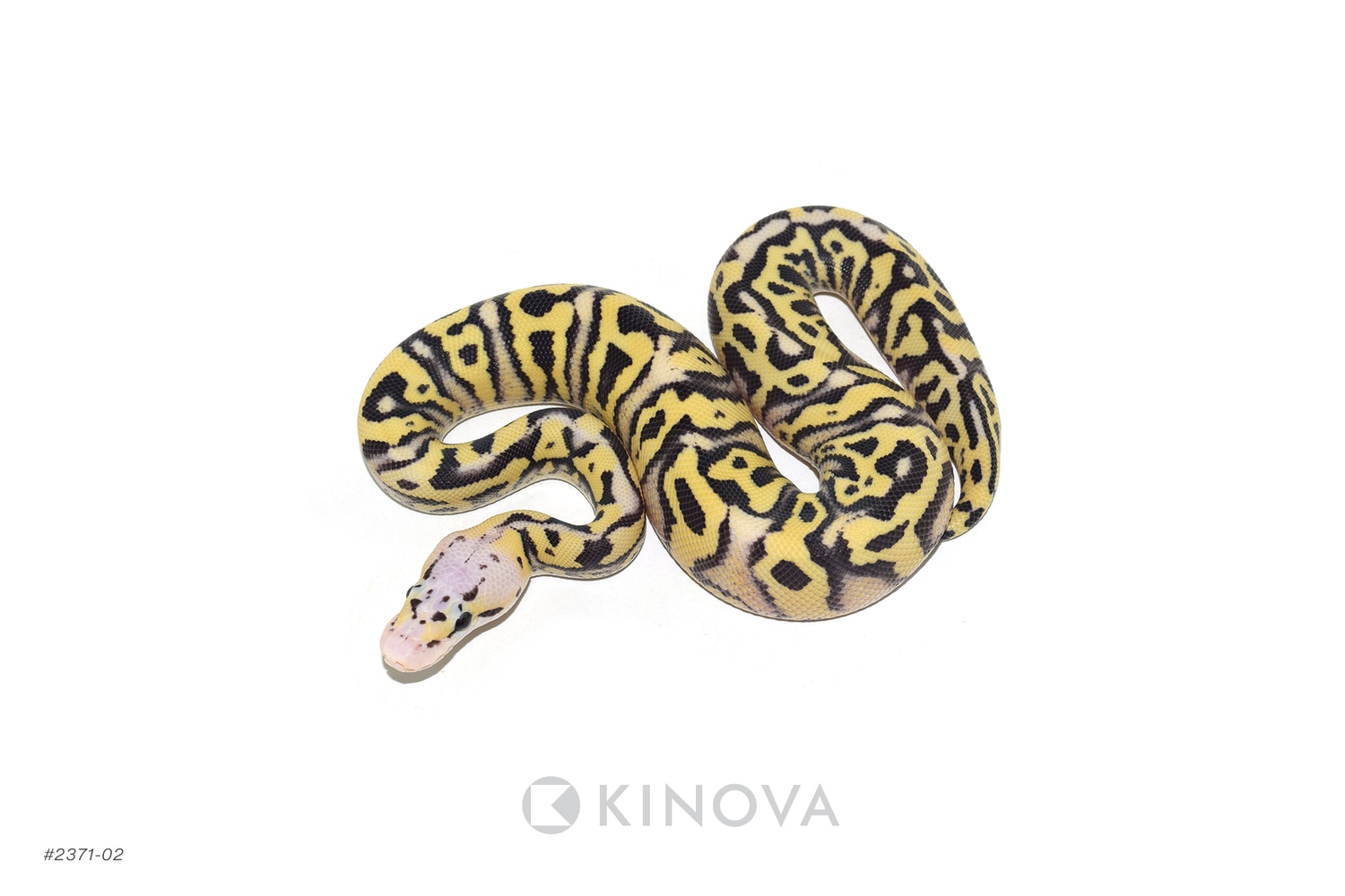 Firefly YB Desert Ghost Dbl Het Cryptic Clown (Crypton) 50% Het Hypo ...