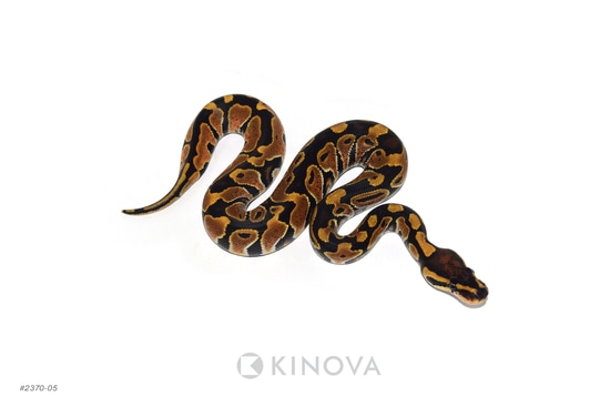 Peach Het Clown Ball Python by KINOVA