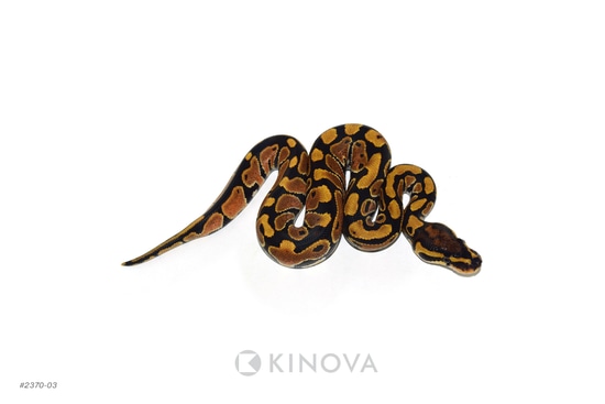 Peach Lace Het Clown Ball Python by KINOVA
