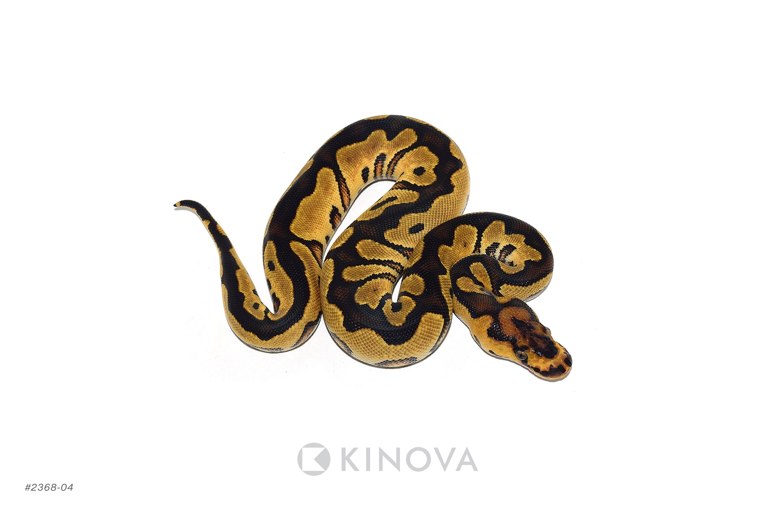 OD YB Clown Het Pied Ball Python by KINOVA - MorphMarket