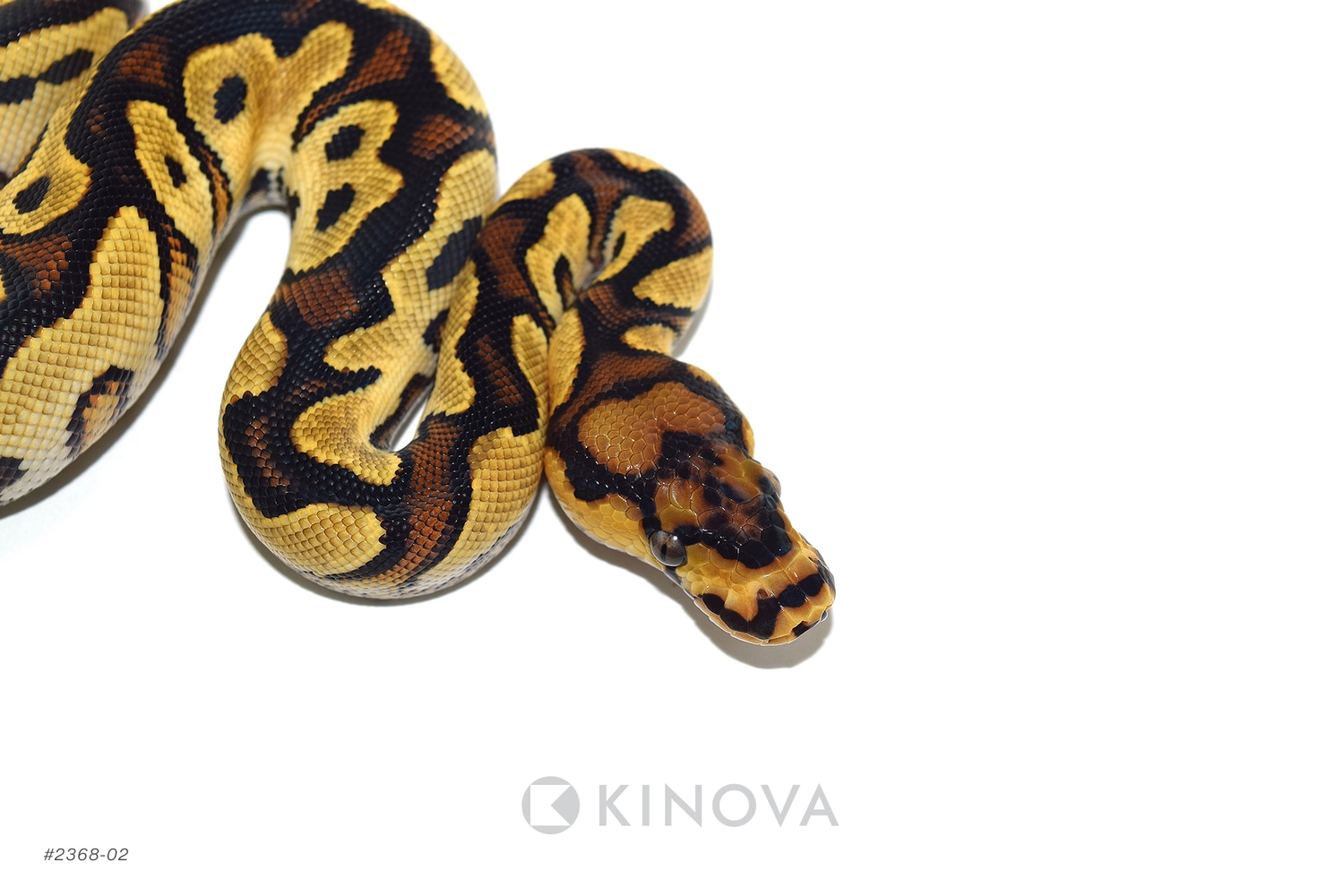 OD YB Clown Het Pied (Possible Super OD) Ball Python by KINOVA ...