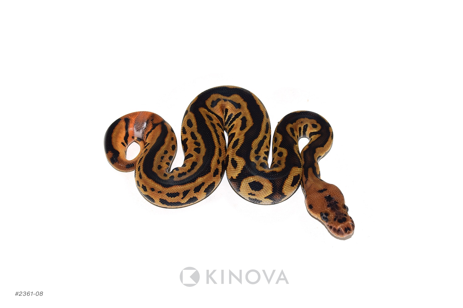 Black Pastel Redstripe Batman Ball Python by KINOVA - MorphMarket