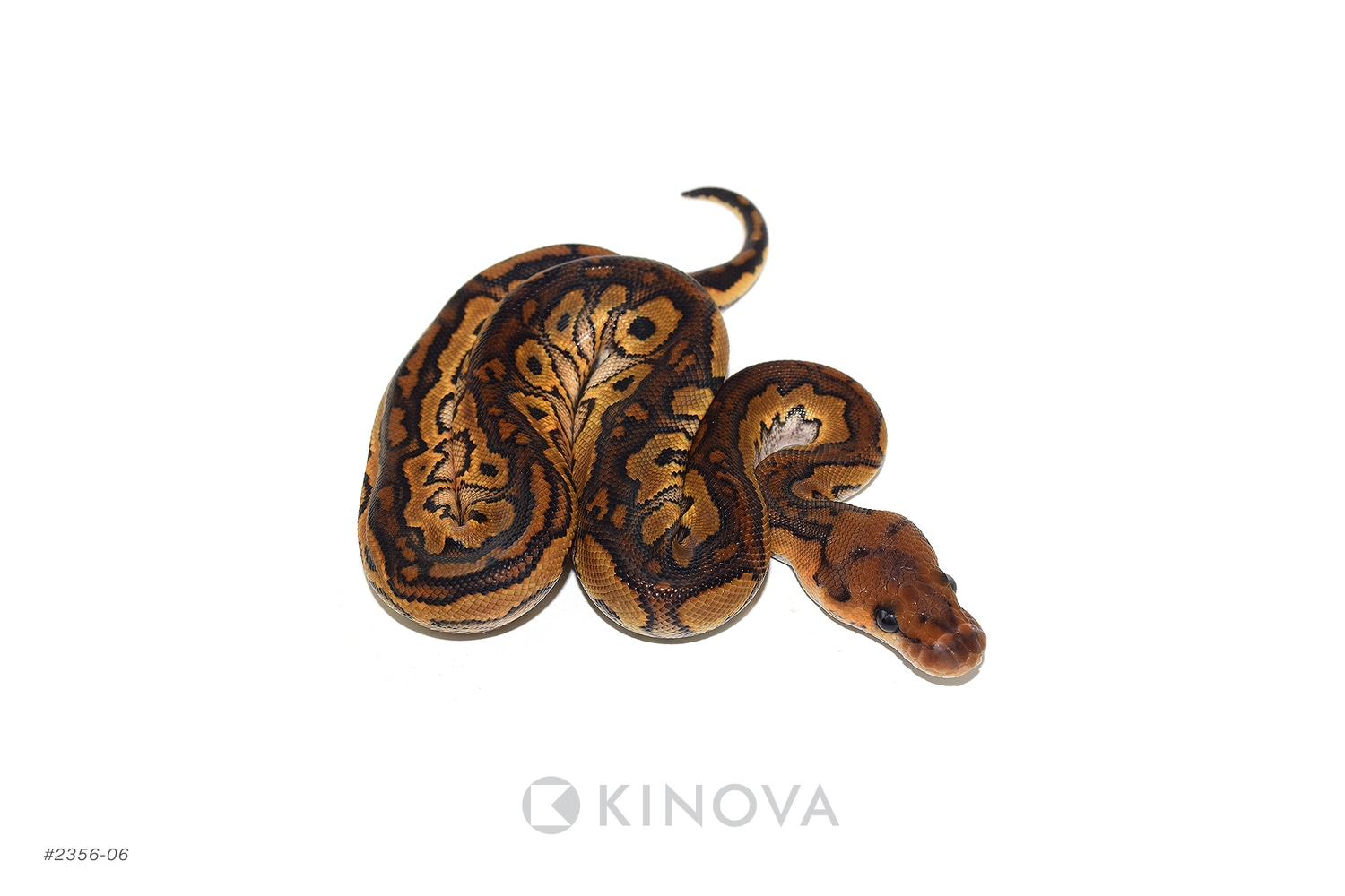 Blackhead Redstripe Clown (Probable YB) Ball Python by KINOVA - MorphMarket