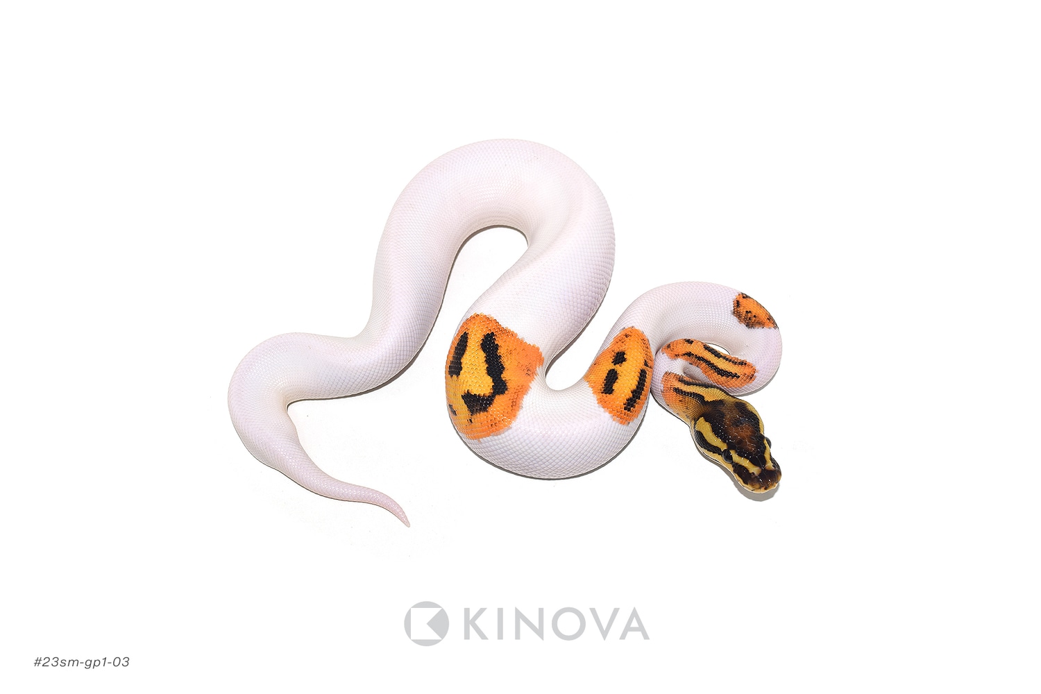 OD Fire Pied Ball Python by KINOVA - MorphMarket
