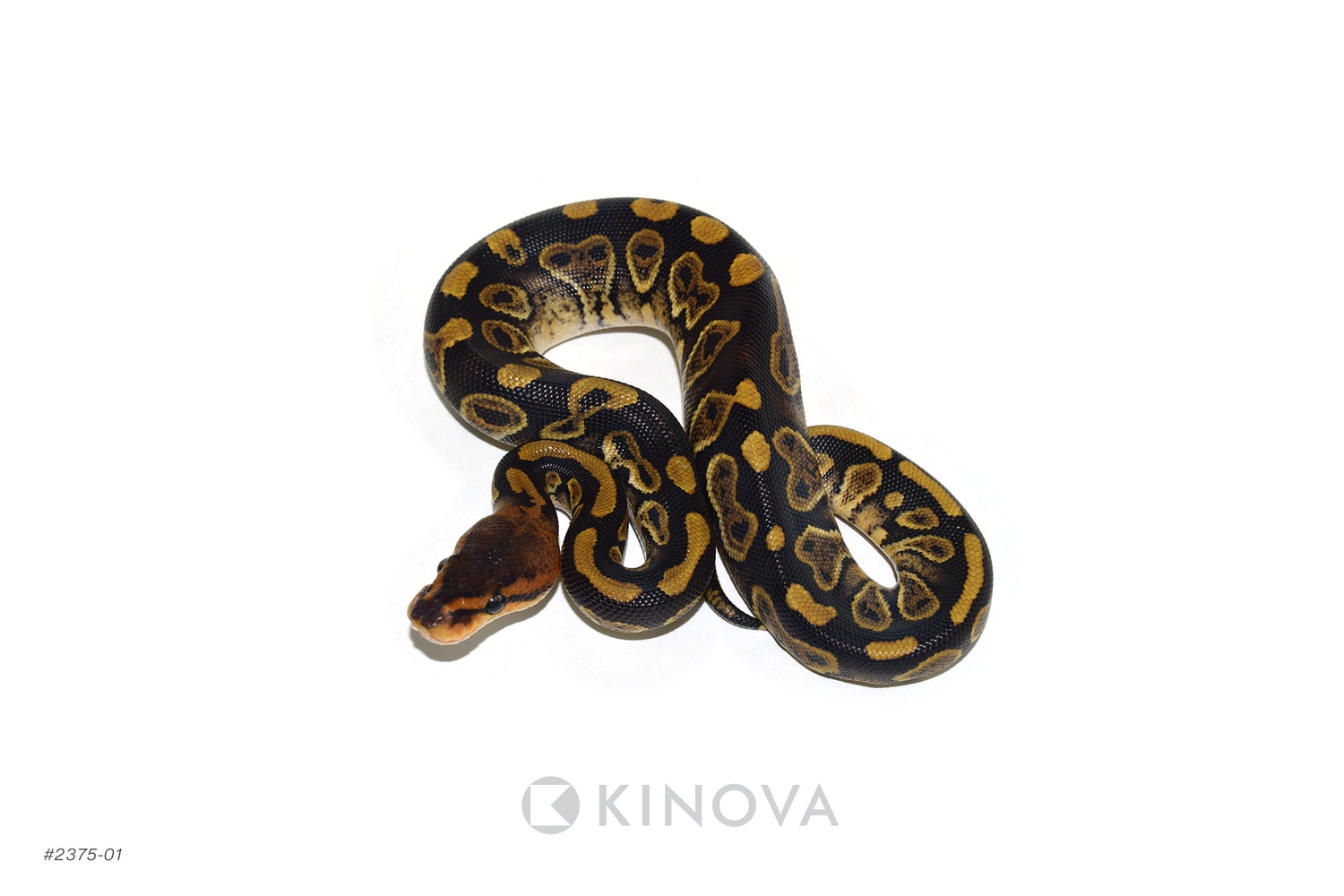 Wookie Het Clown Ball Python by KINOVA - MorphMarket
