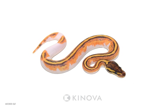 Fire Blackhead Gravel Pied Het Clown Ball Python by KINOVA