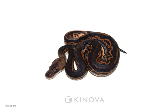 Leopard Blackhead Clown Ball Python by KINOVA