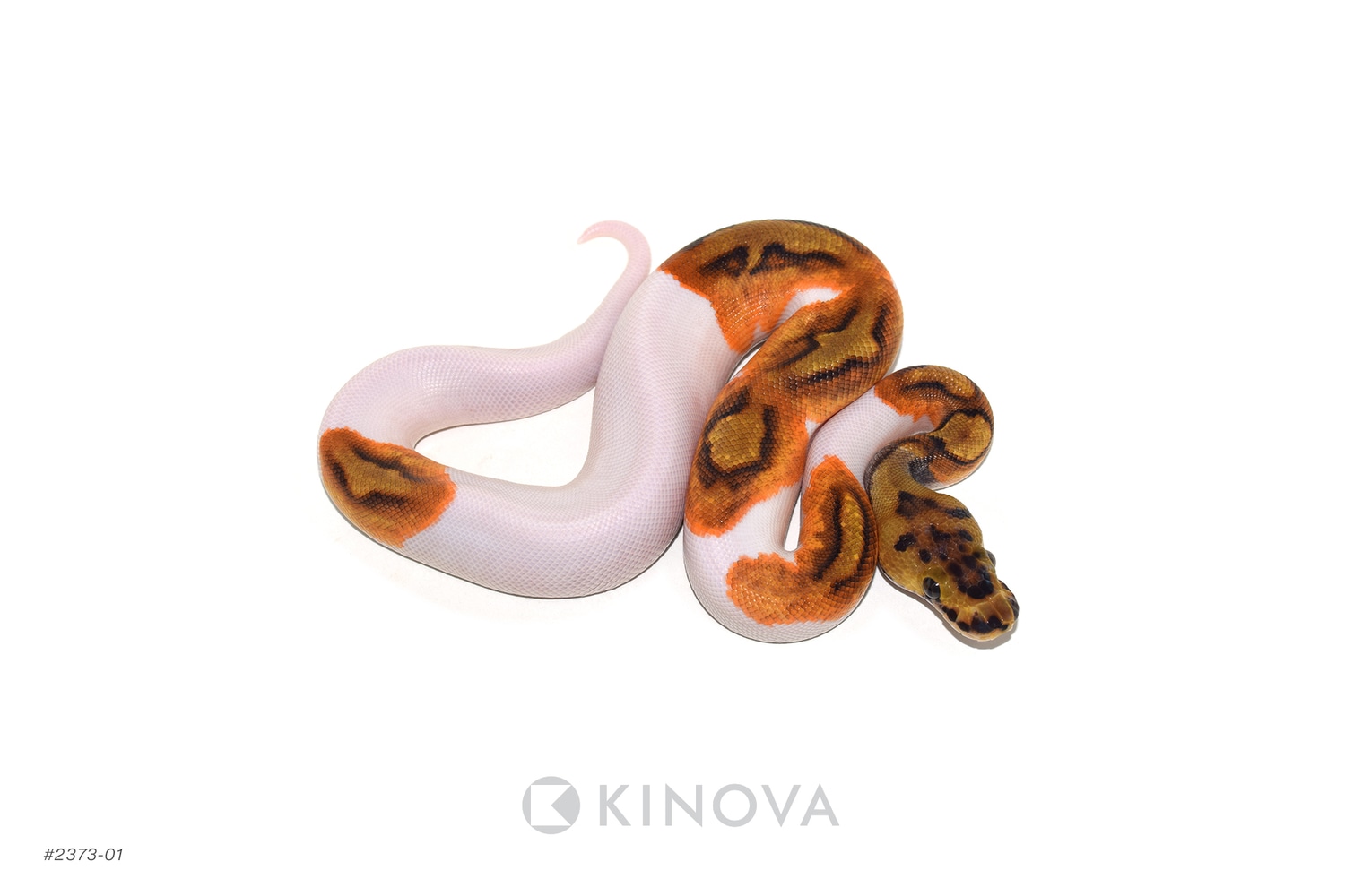 Enchi Clown Pied Ball Python by KINOVA - MorphMarket