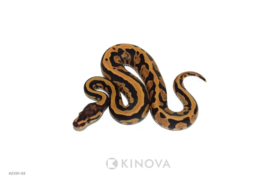 Fire Confusion 66% Het Puzzle Ball Python by KINOVA