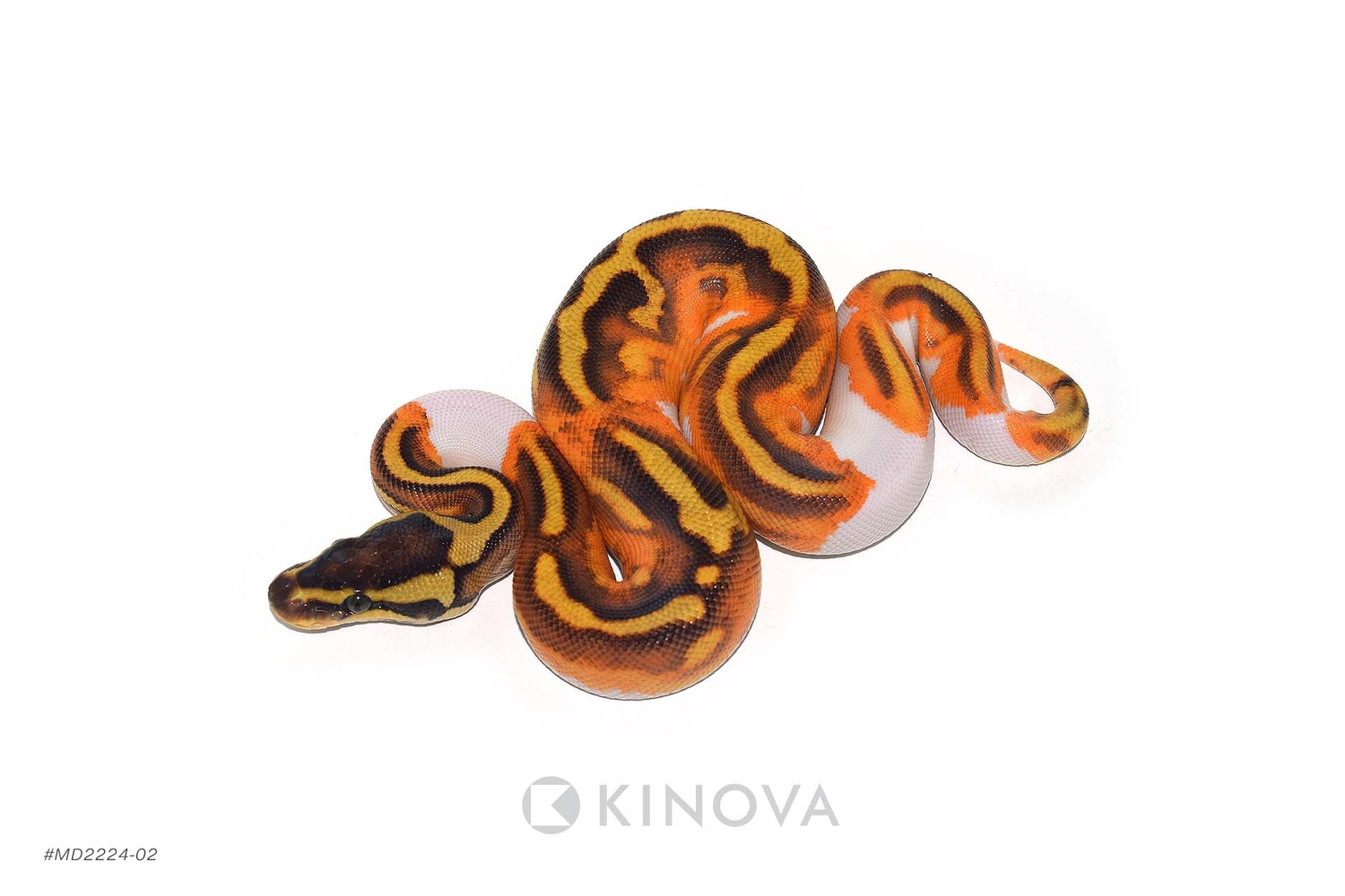 Enchi YB Pied Ball Python by KINOVA - MorphMarket