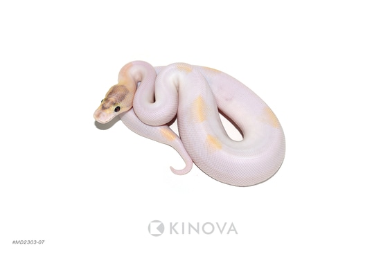Ivory Pied (Possible Fire) Ball Python by KINOVA