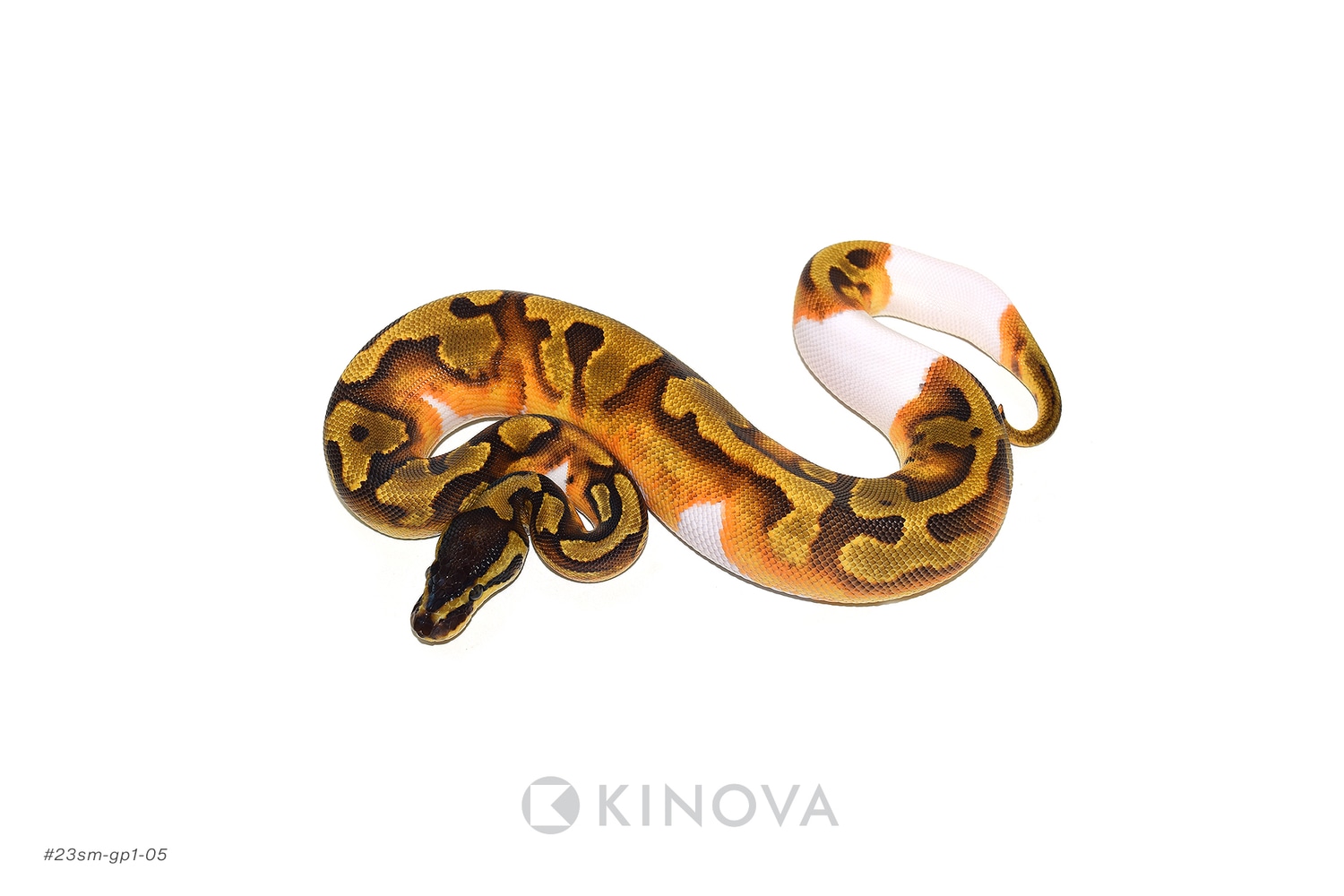 Enchi Pied Ball Python by KINOVA - MorphMarket