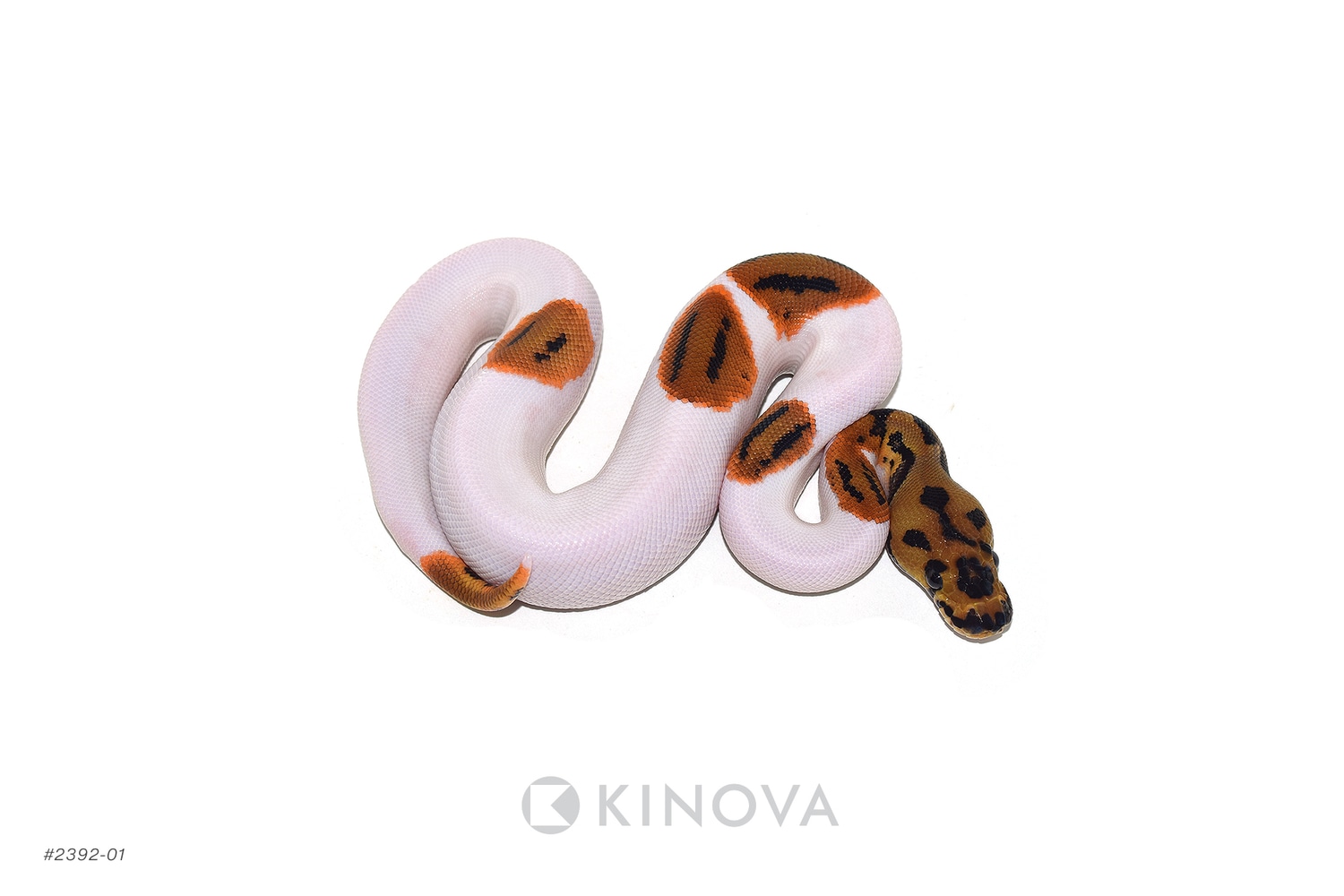 Asphalt Clown Pied Ball Python by KINOVA - MorphMarket