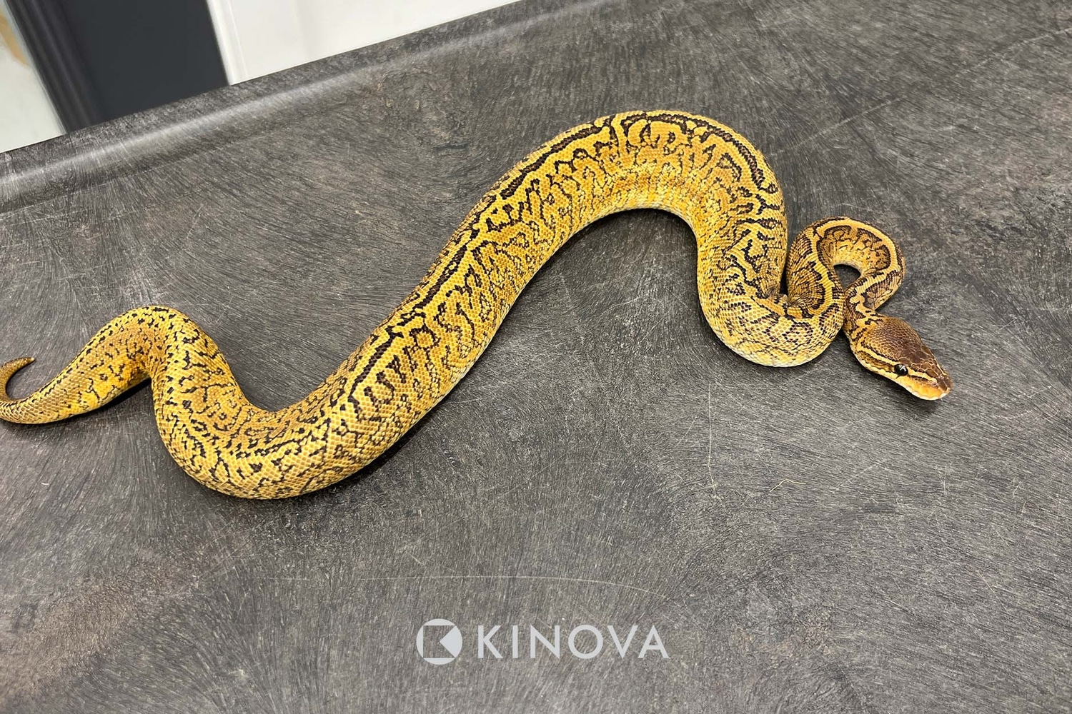 Phantom Monsoon Ball Python by KINOVA - MorphMarket